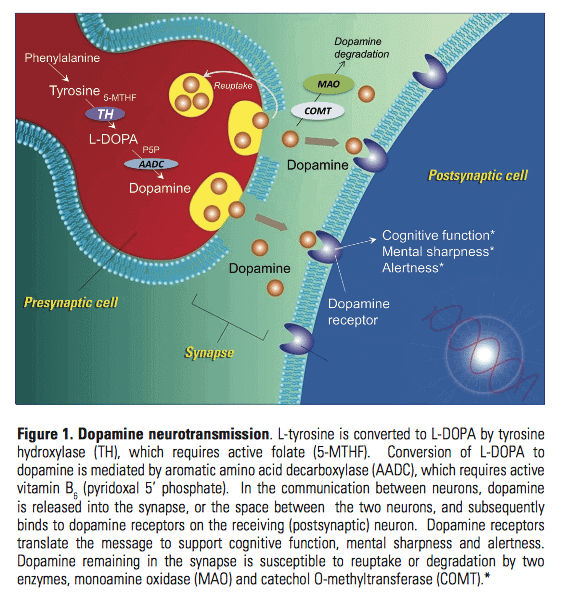 DopaPlus to Help Dopamine Production - Natural Supplement by Pure ...